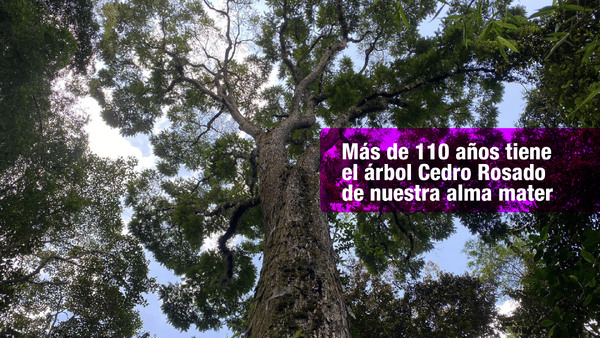 Más de 110 años tiene el Cedro Rosado, el árbol insignia de la UQ y el ...