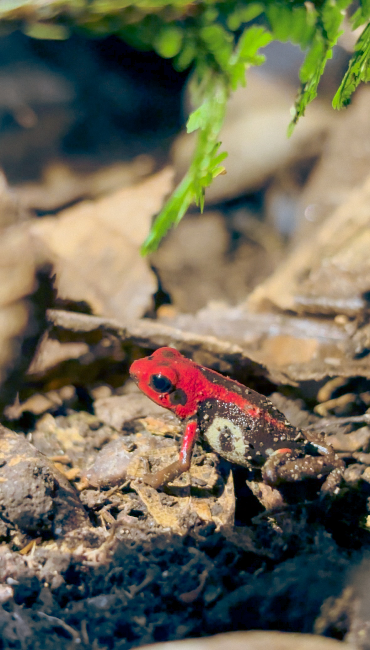 Iniciativas de conservación y ciencia participativa para el cuidado de ...